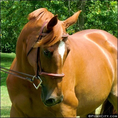 ♥ Cavalos ♥ ♞ : Anglo - Árabe